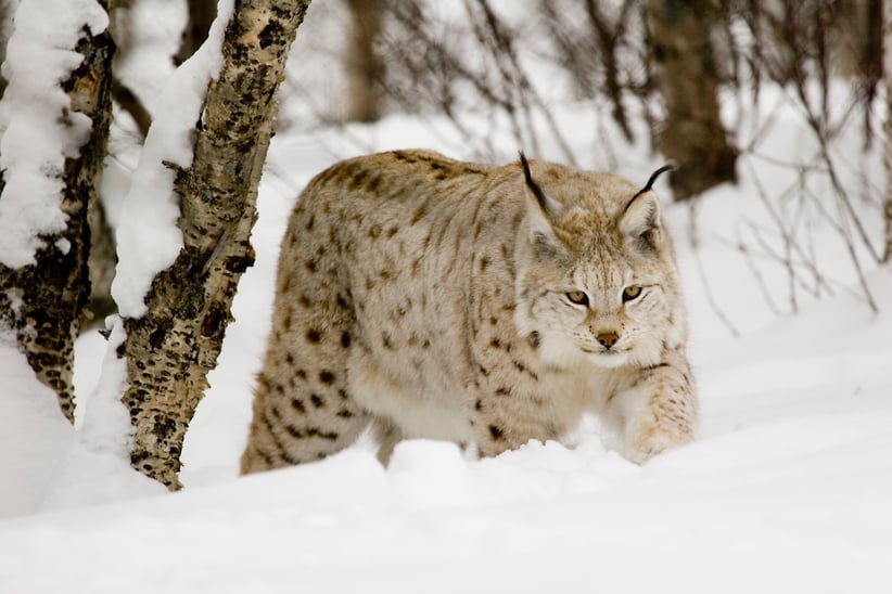 Gaupe i Norge - miljodirektoratet.no