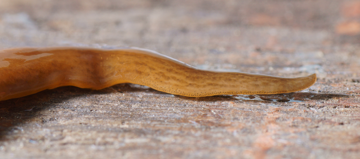 Obama nungara (flatorm) - miljodirektoratet.no