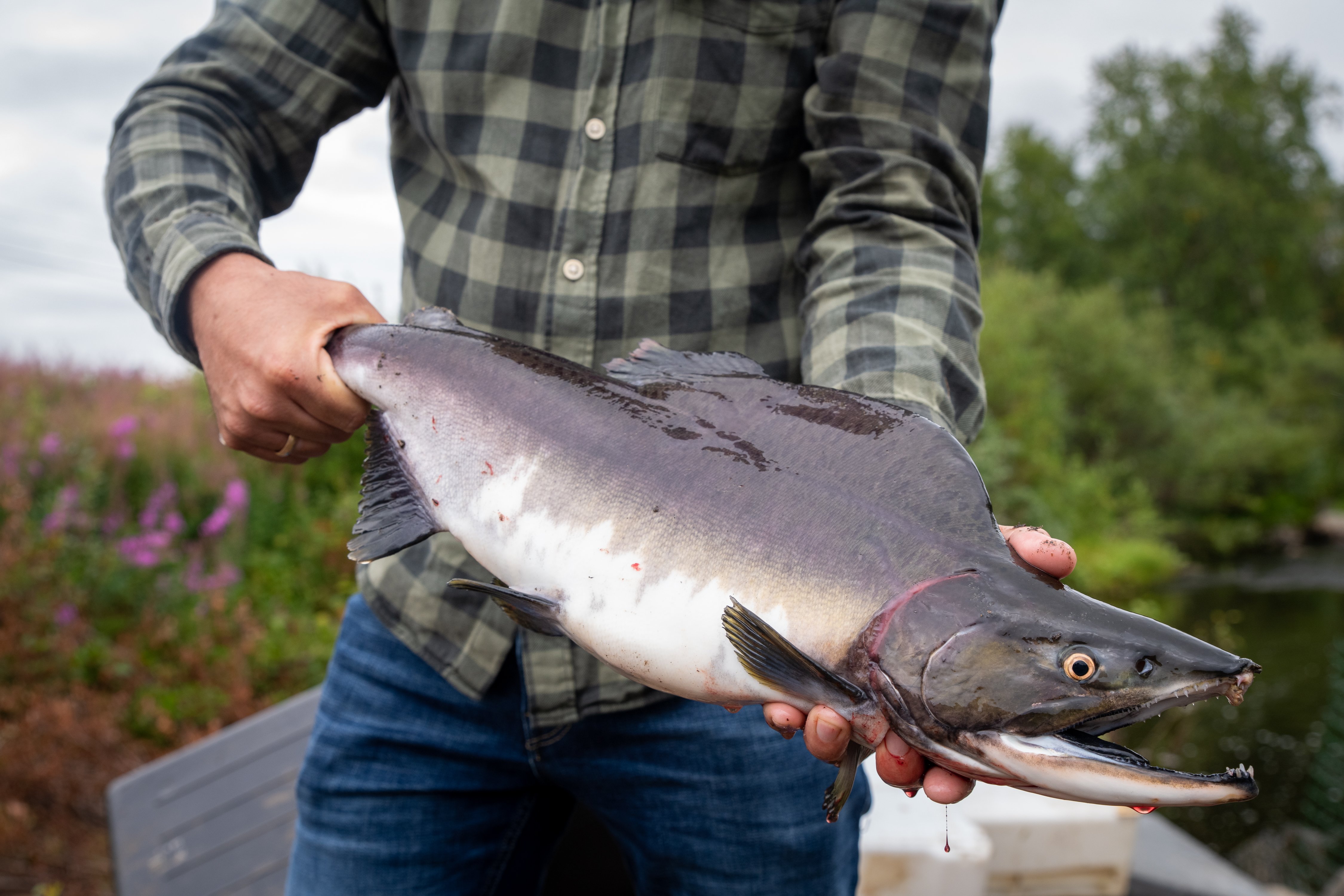 Pink salmon (Oncorhynchus gorbuscha) - Norwegian Environment Agency