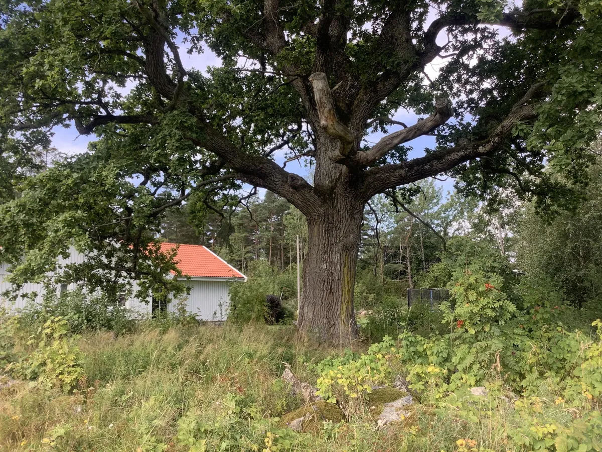 Hule eiker - miljodirektoratet.no