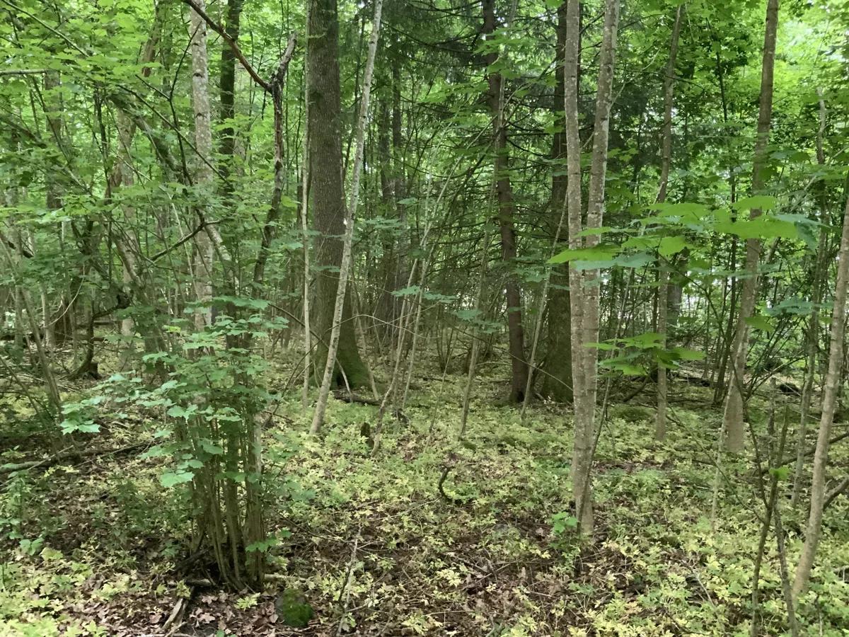 Lågurtedellauvskog - miljodirektoratet.no