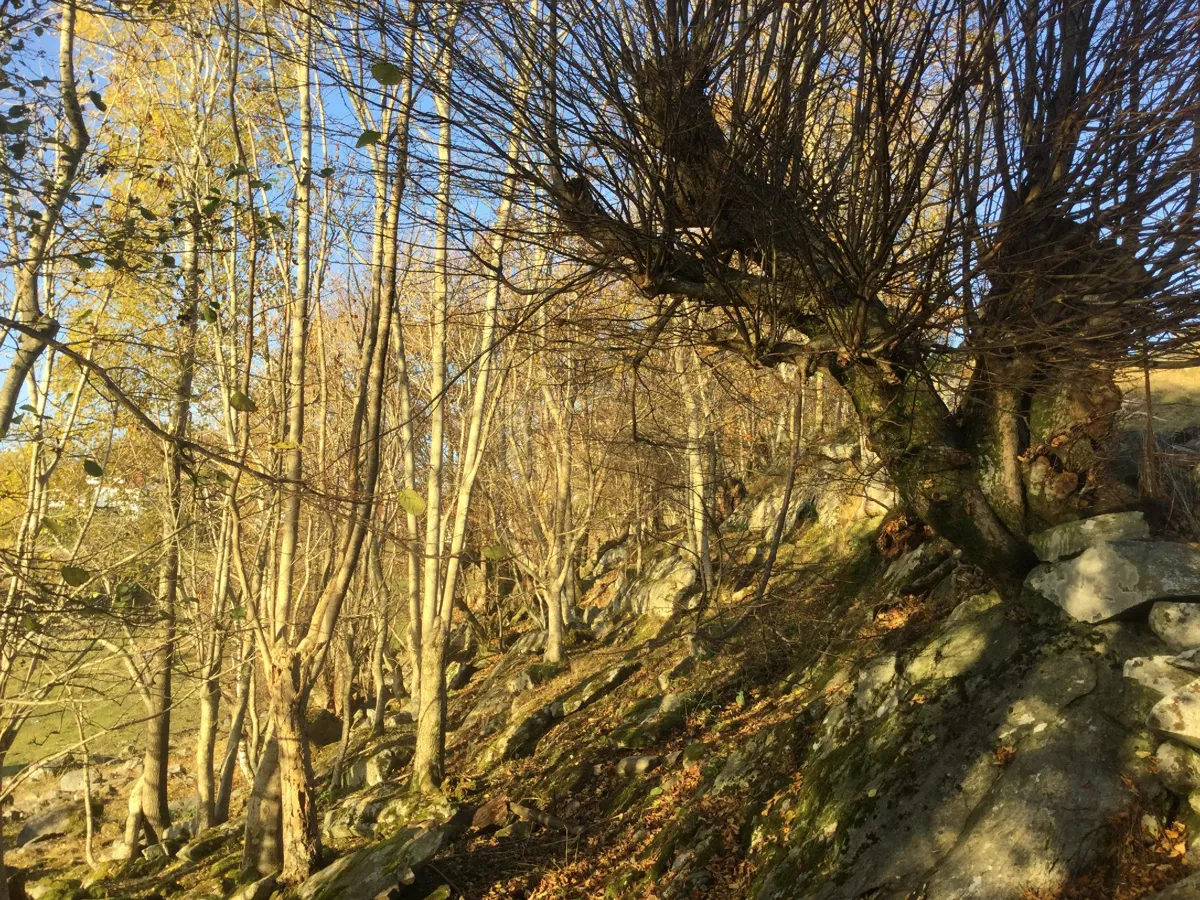 Høstingsskog - miljodirektoratet.no