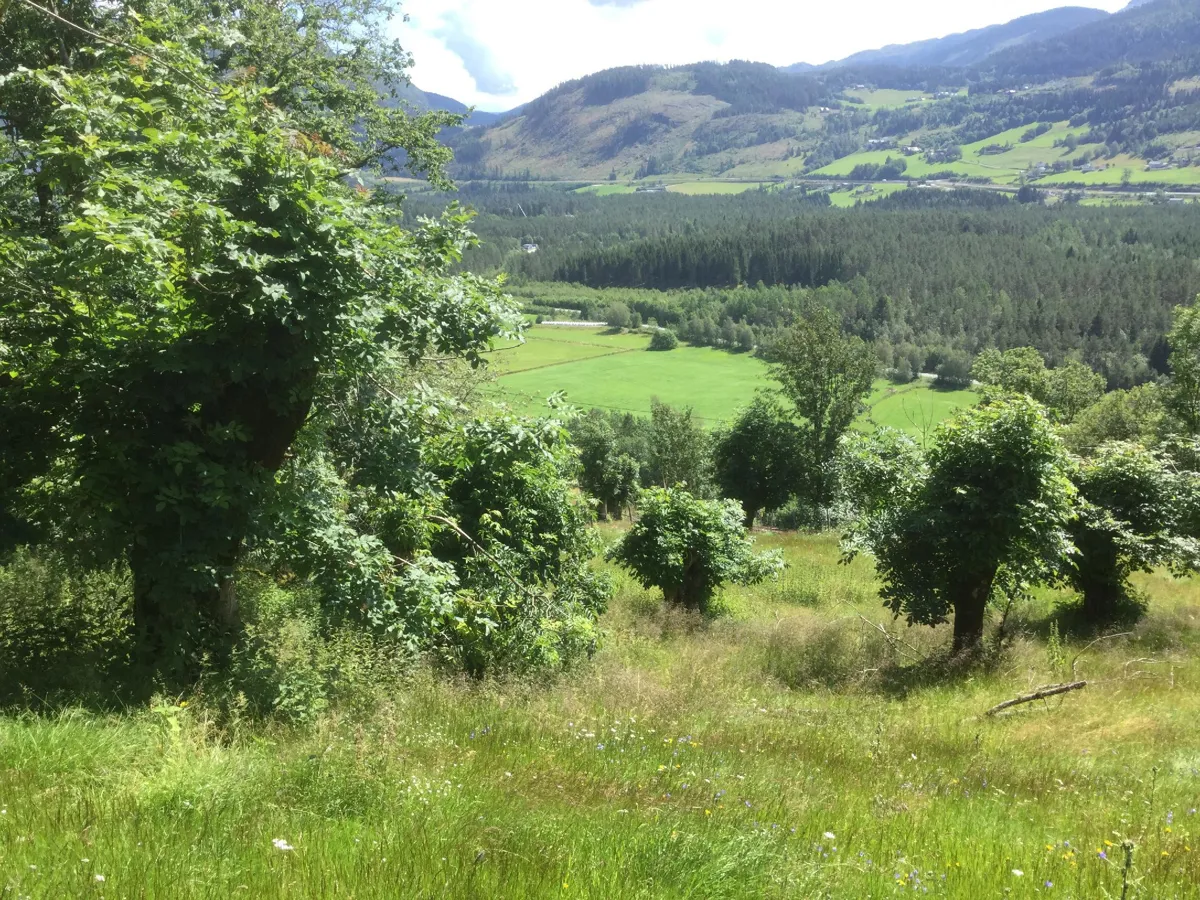 Lauveng - miljodirektoratet.no