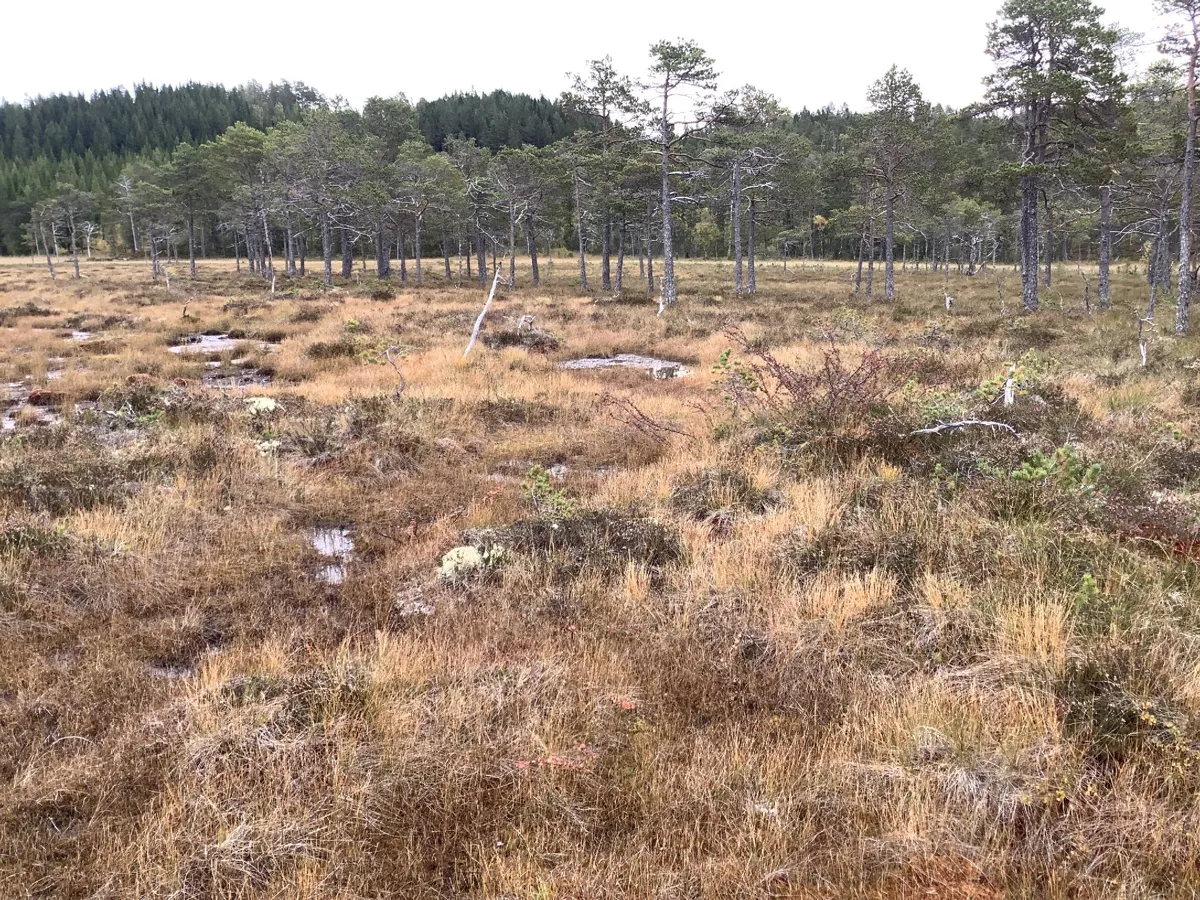 Konsentrisk høymyr - miljodirektoratet.no